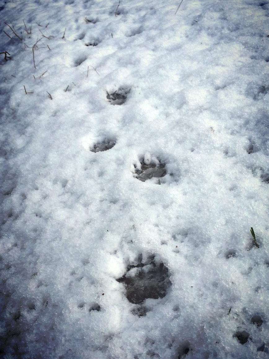 Tracking Animals in the Snow – Northwest Nature and History