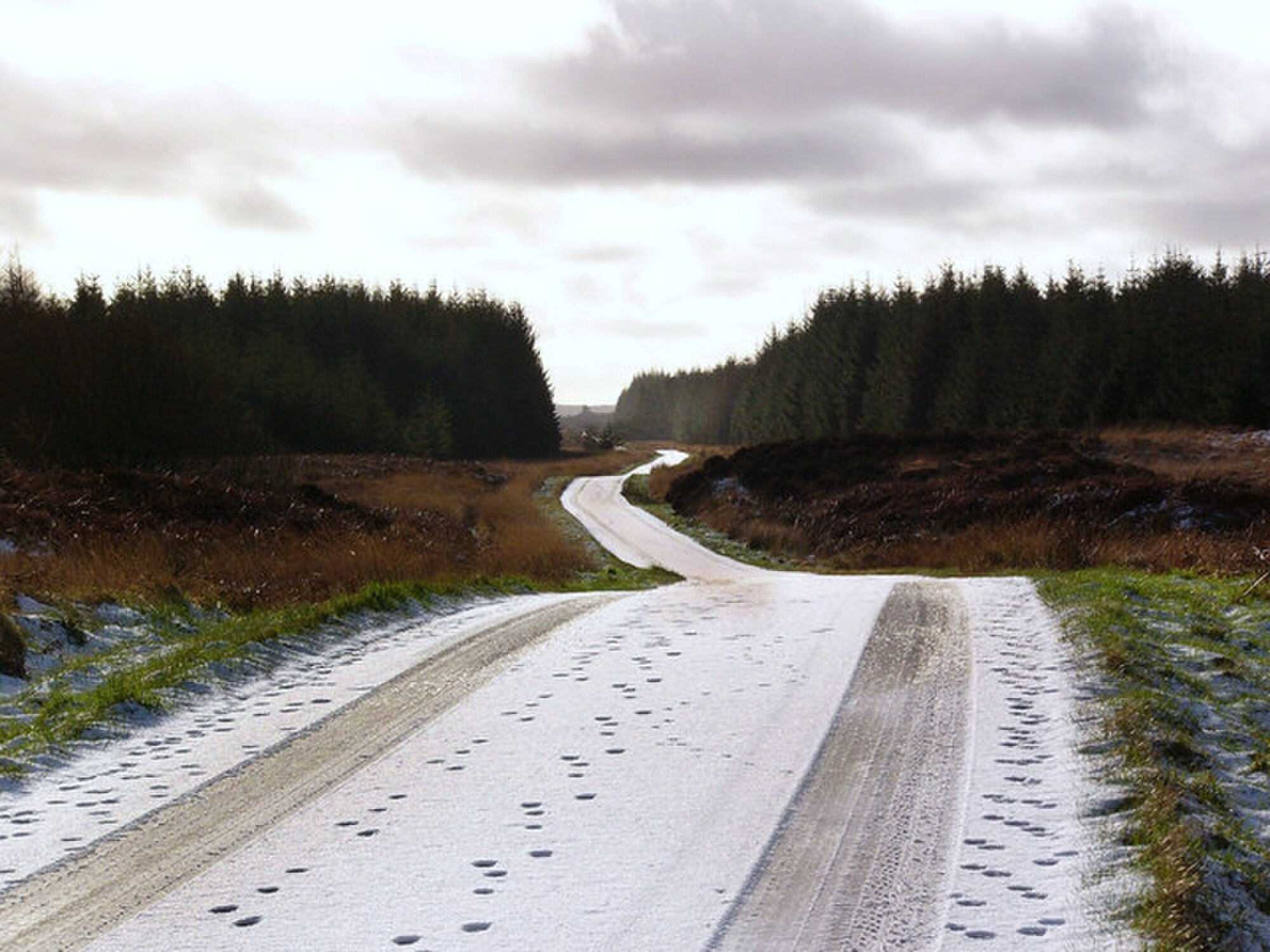 Tracking Animals in the Snow – Northwest Nature and History