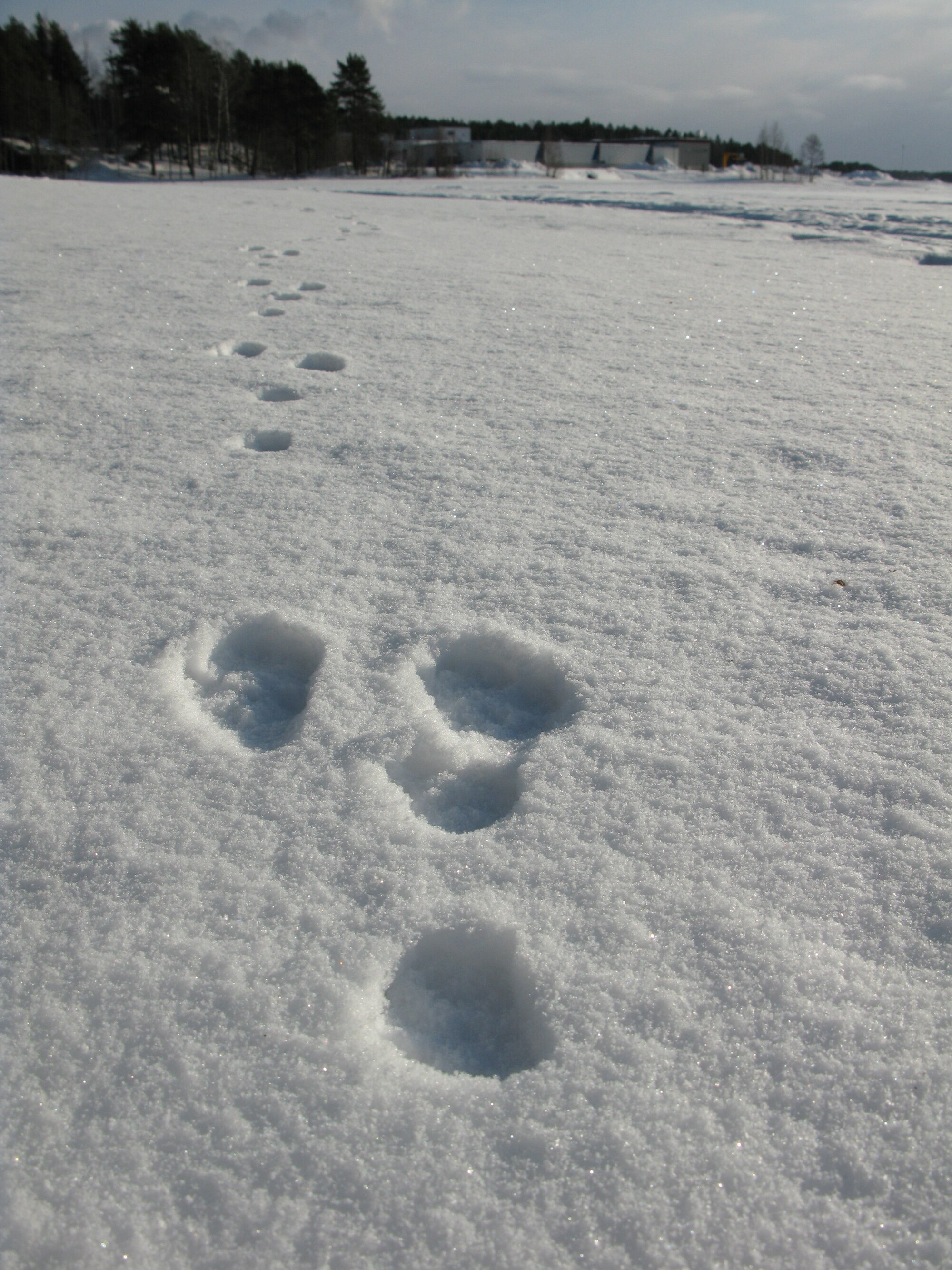 Tracking Animals in the Snow – Northwest Nature and History