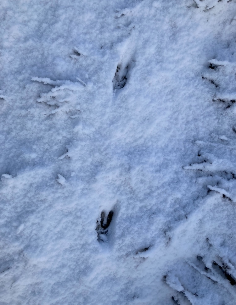 Tracking Animals in the Snow – Northwest Nature and History