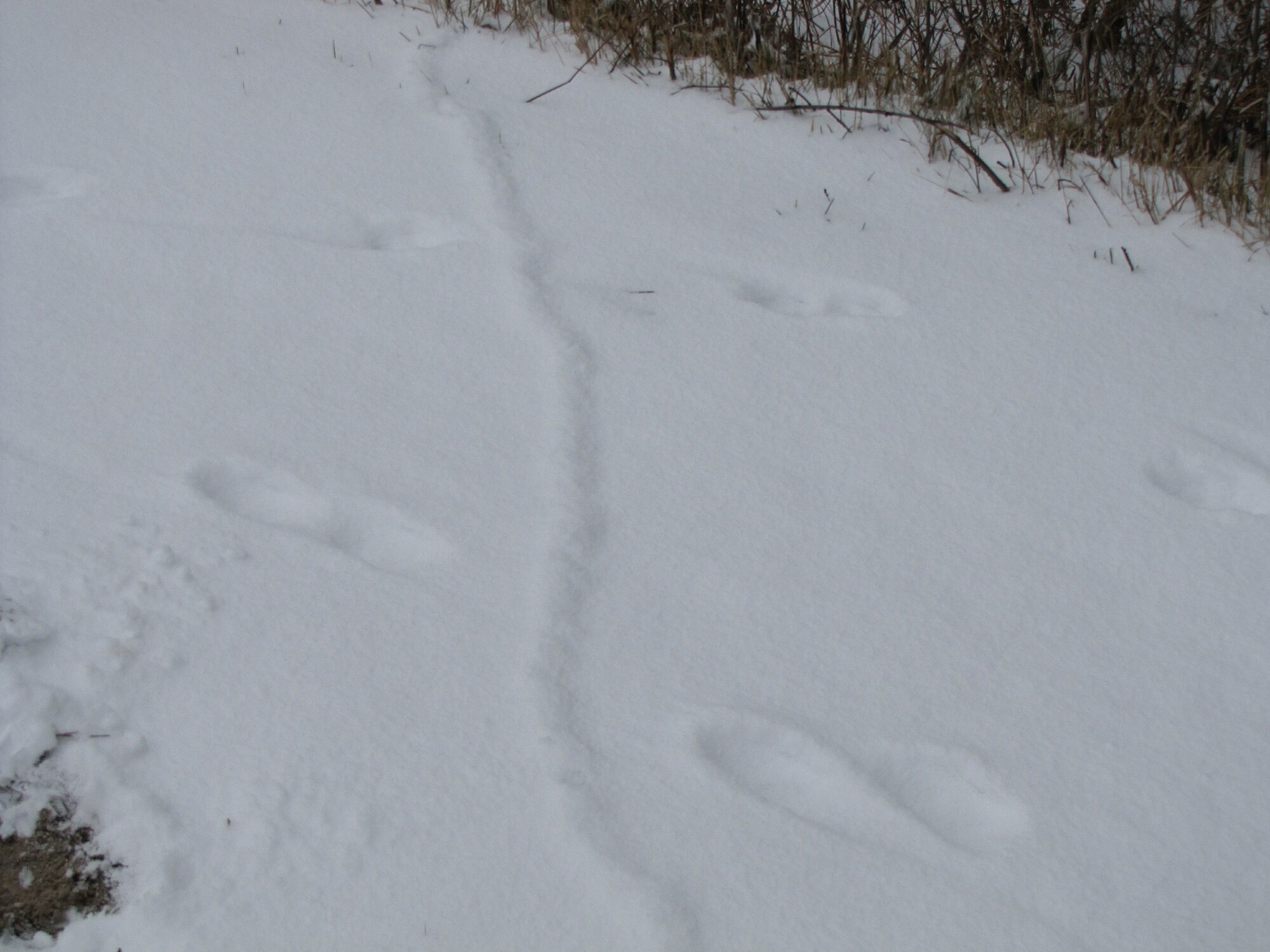 Tracking Animals in the Snow – Northwest Nature and History
