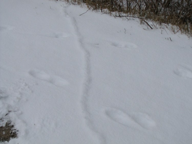 Tracking Animals in the Snow – Northwest Nature and History