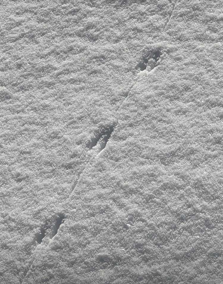 Tracking Animals in the Snow – Northwest Nature and History