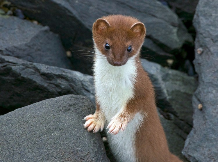 The Stoat’s Winter Coat – Northwest Nature and History