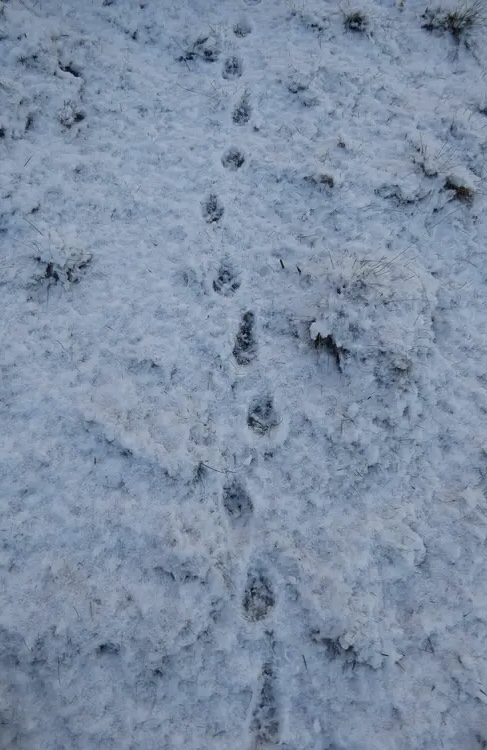 The Stoat’s Winter Coat – Northwest Nature and History