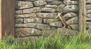 The Stoat’s Winter Coat – Northwest Nature and History