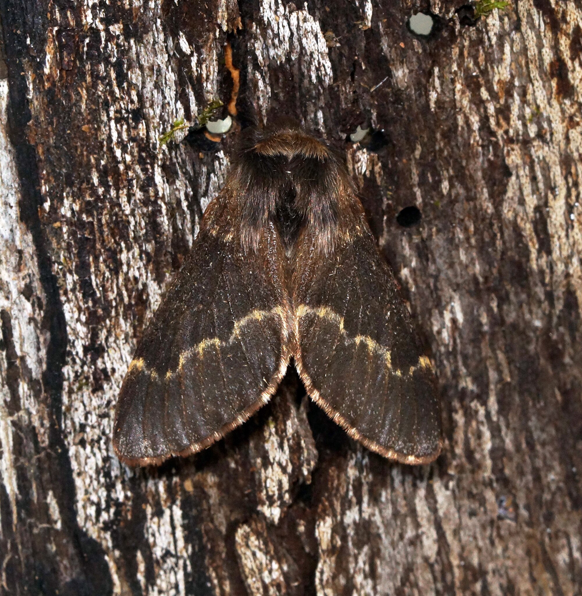 The December Moth – Northwest Nature and History