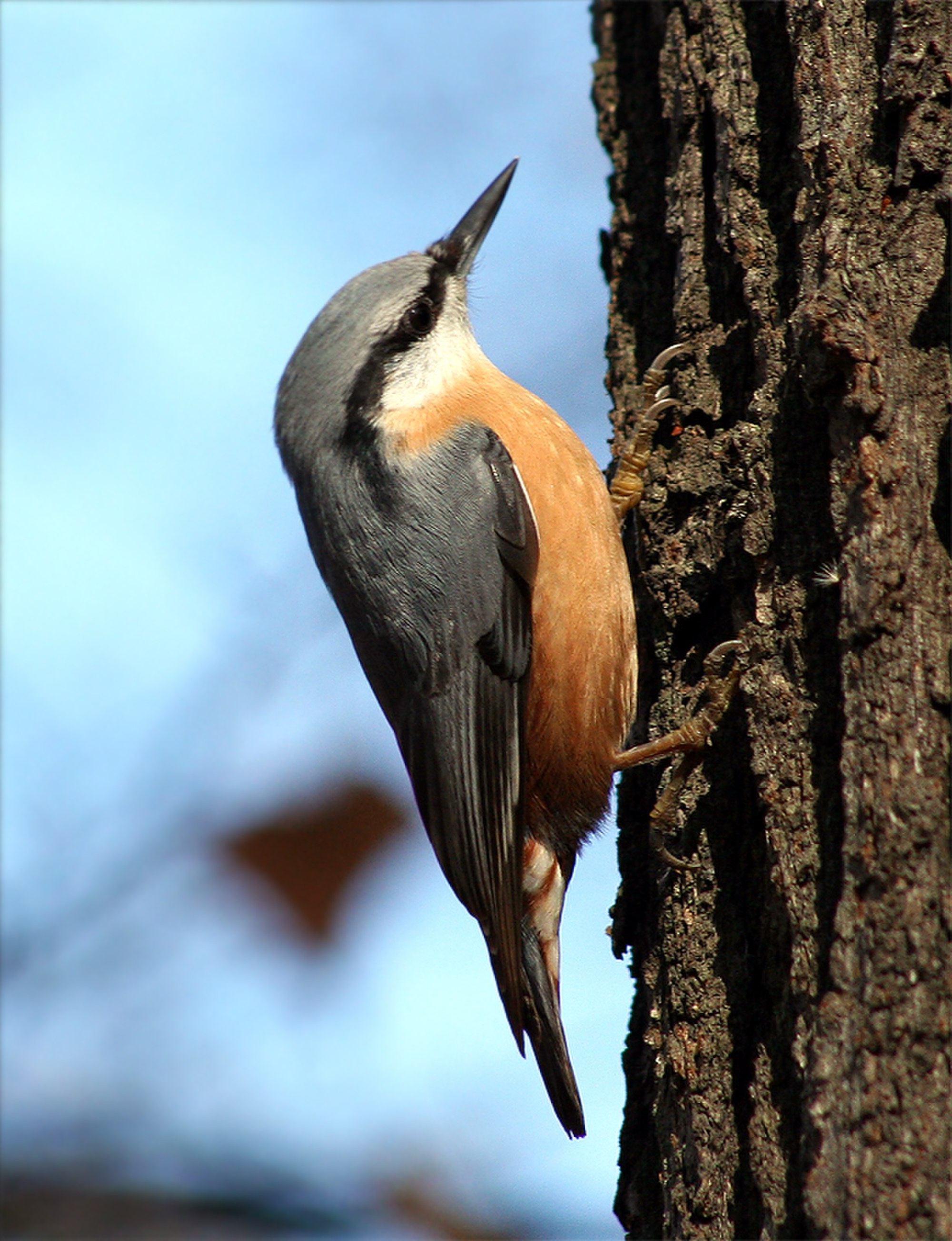 The Nuthatch – Northwest Nature and History