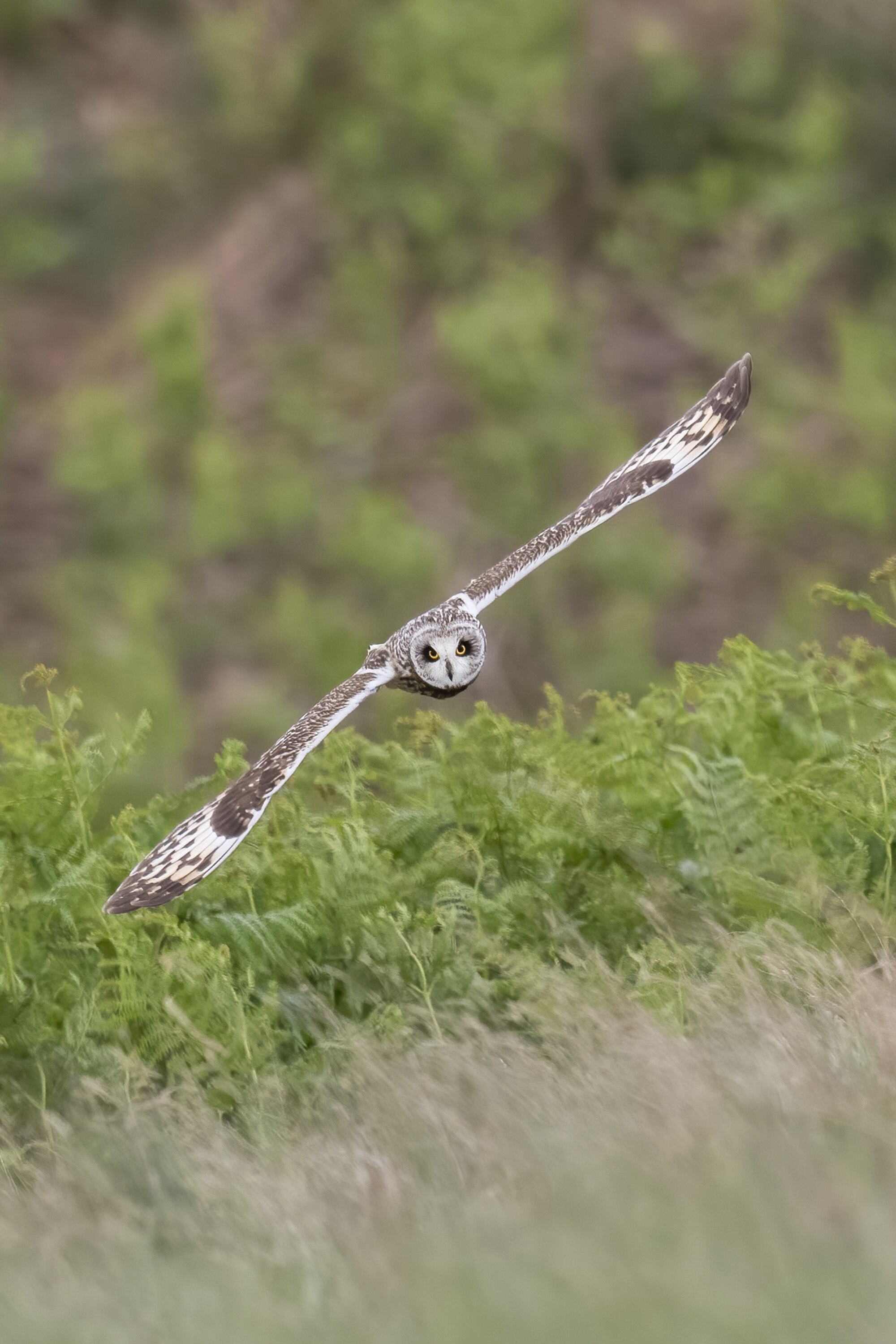 The Short-eared Owl – Northwest Nature and History