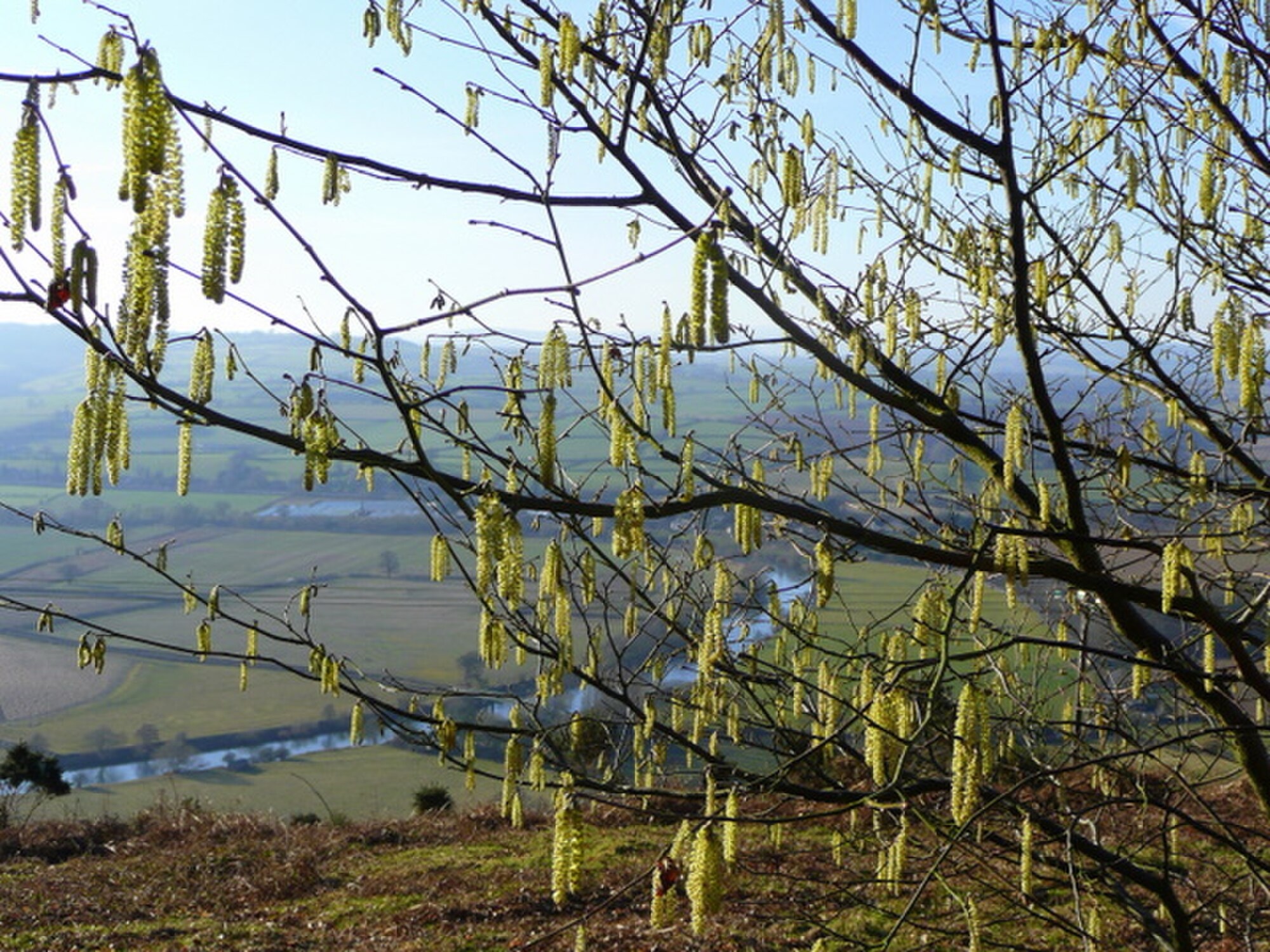 Hazel – Northwest Nature and History