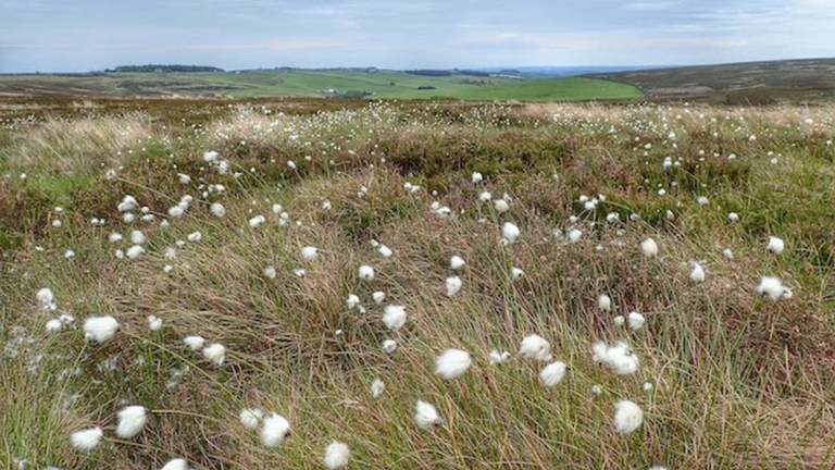Cotton Grass – Northwest Nature and History