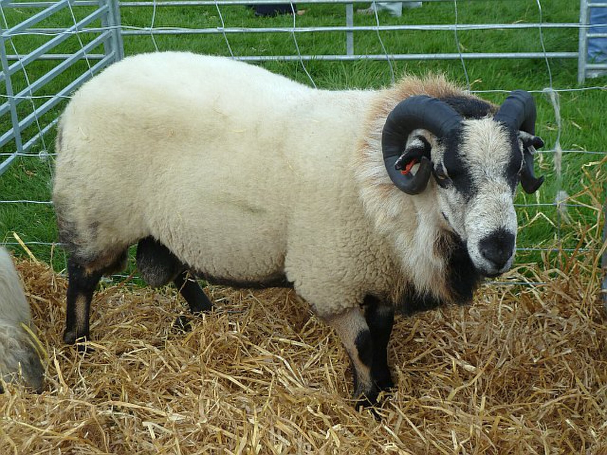 The Sheep and its role in shaping Britain’s Landscape and History, Part ...