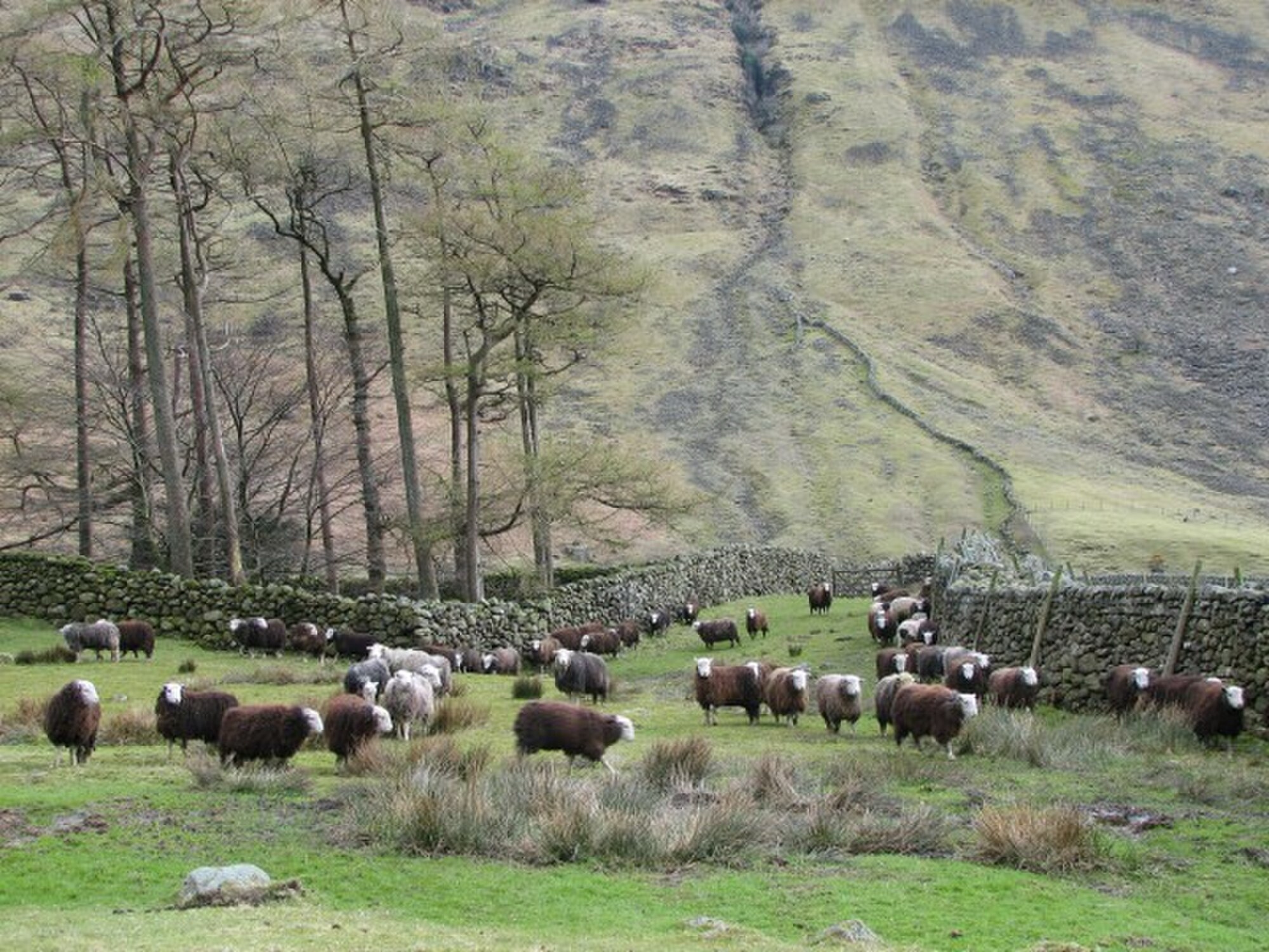 The Sheep and its role in shaping Britain’s Landscape and History, Part ...