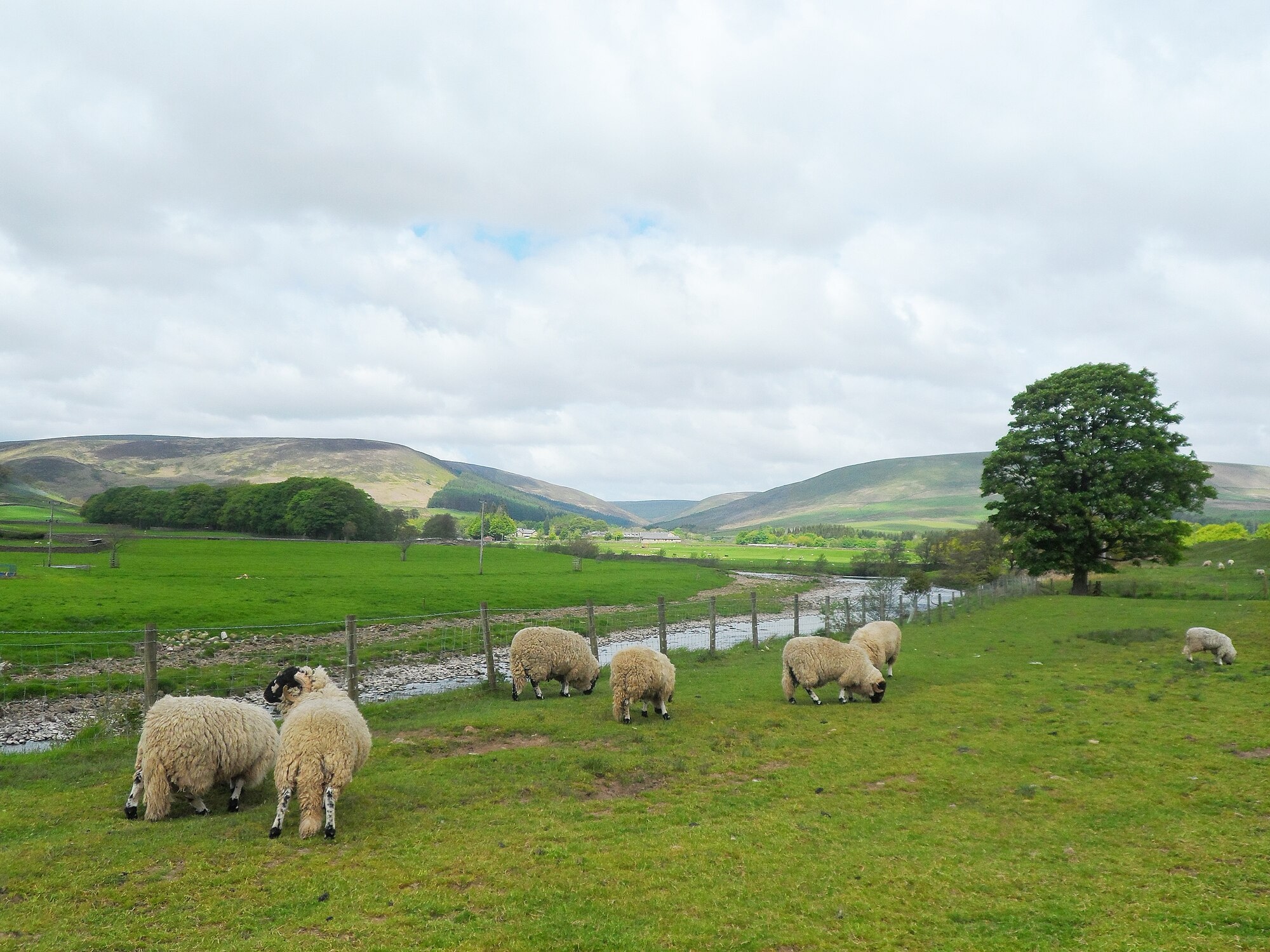 The Sheep and its role in shaping Britain’s Landscape and History, Part ...