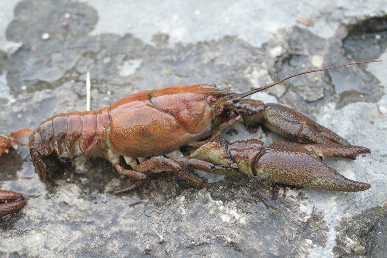The White-Clawed Crayfish – Northwest Nature and History