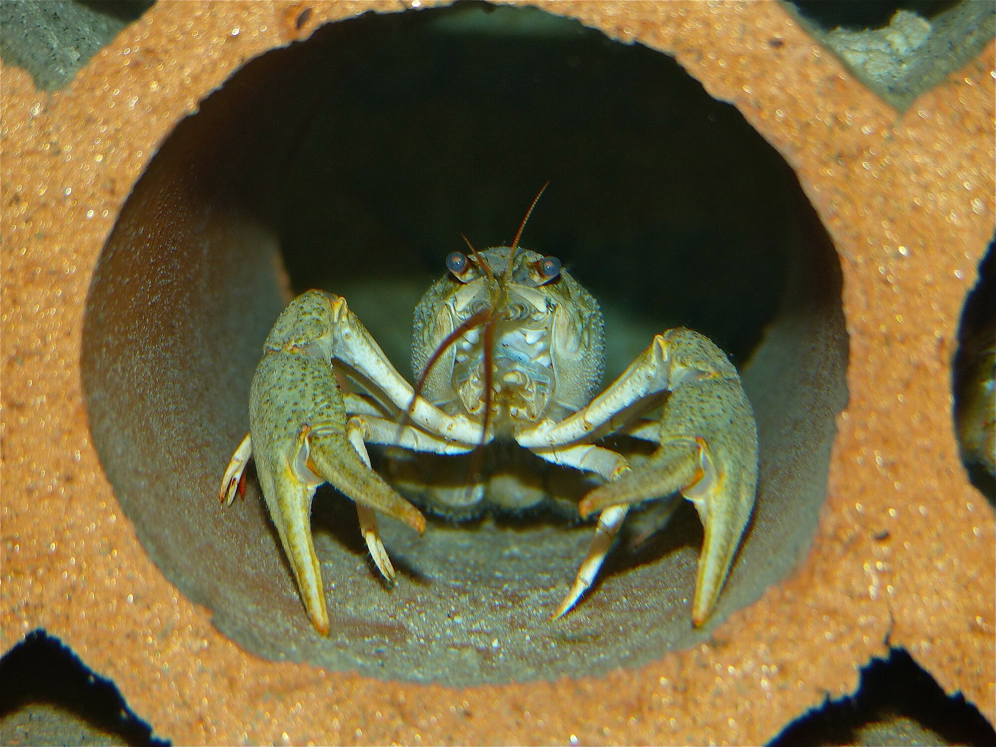 The White-Clawed Crayfish – Northwest Nature and History