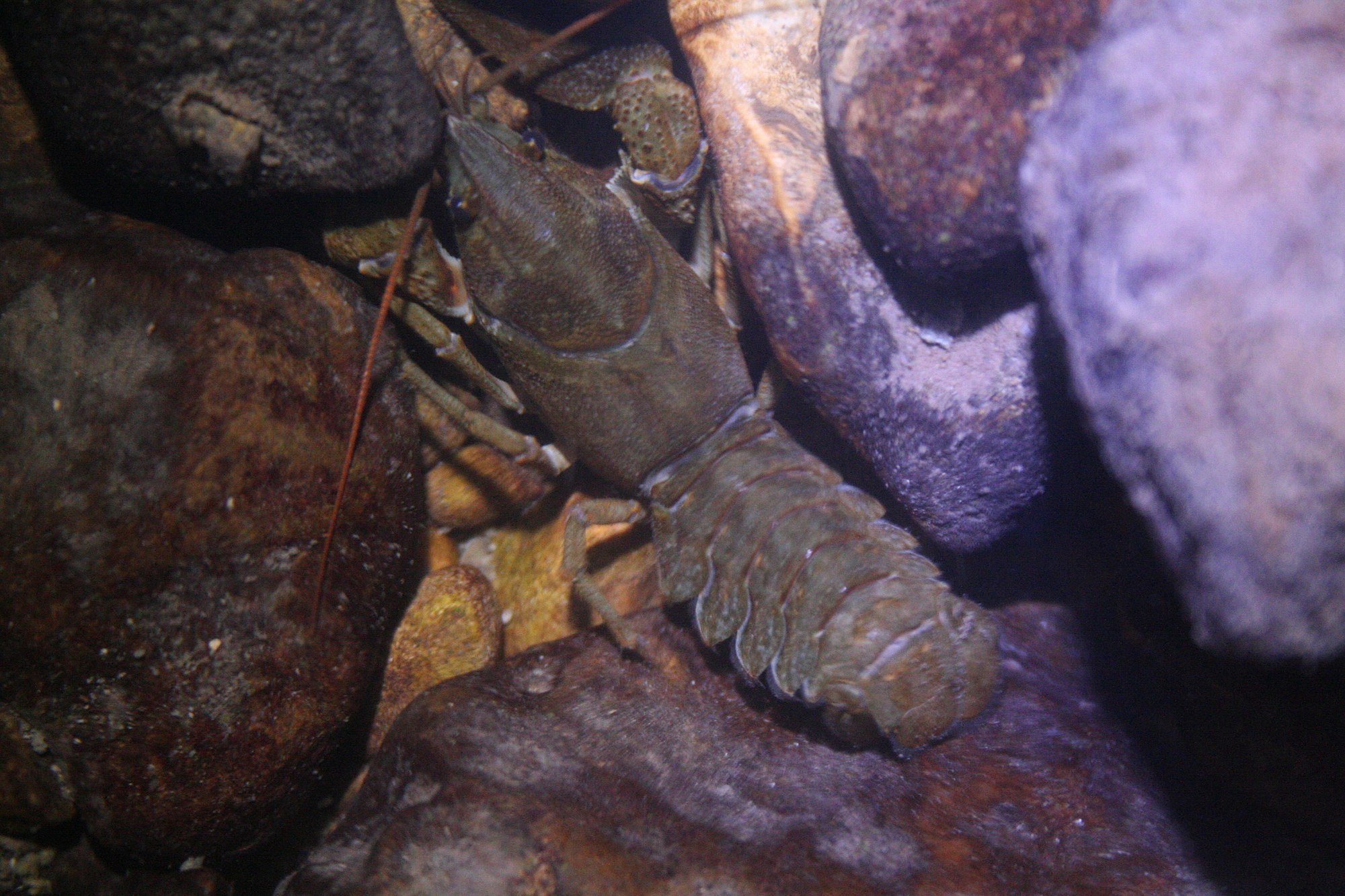 The White-Clawed Crayfish – Northwest Nature and History