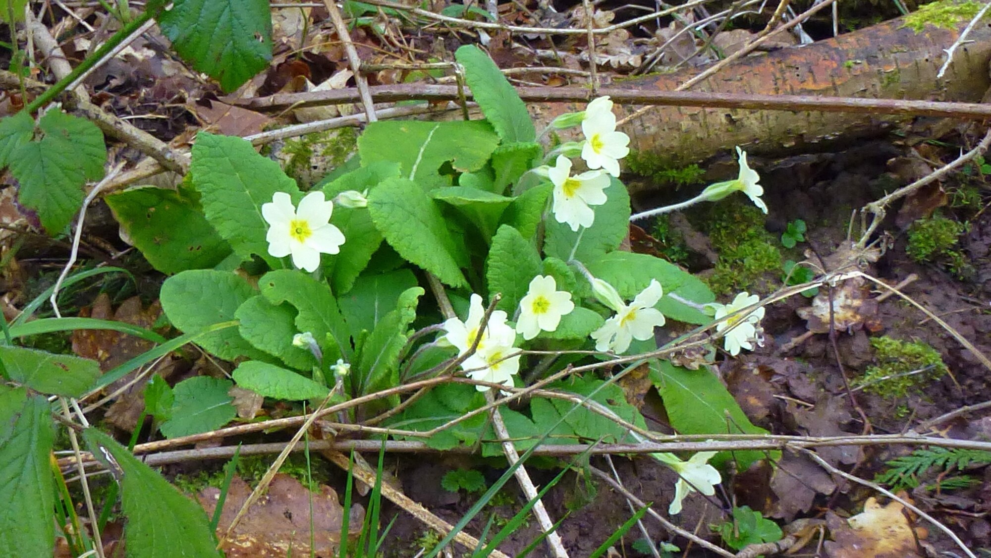 The Wild Primrose – Northwest Nature and History