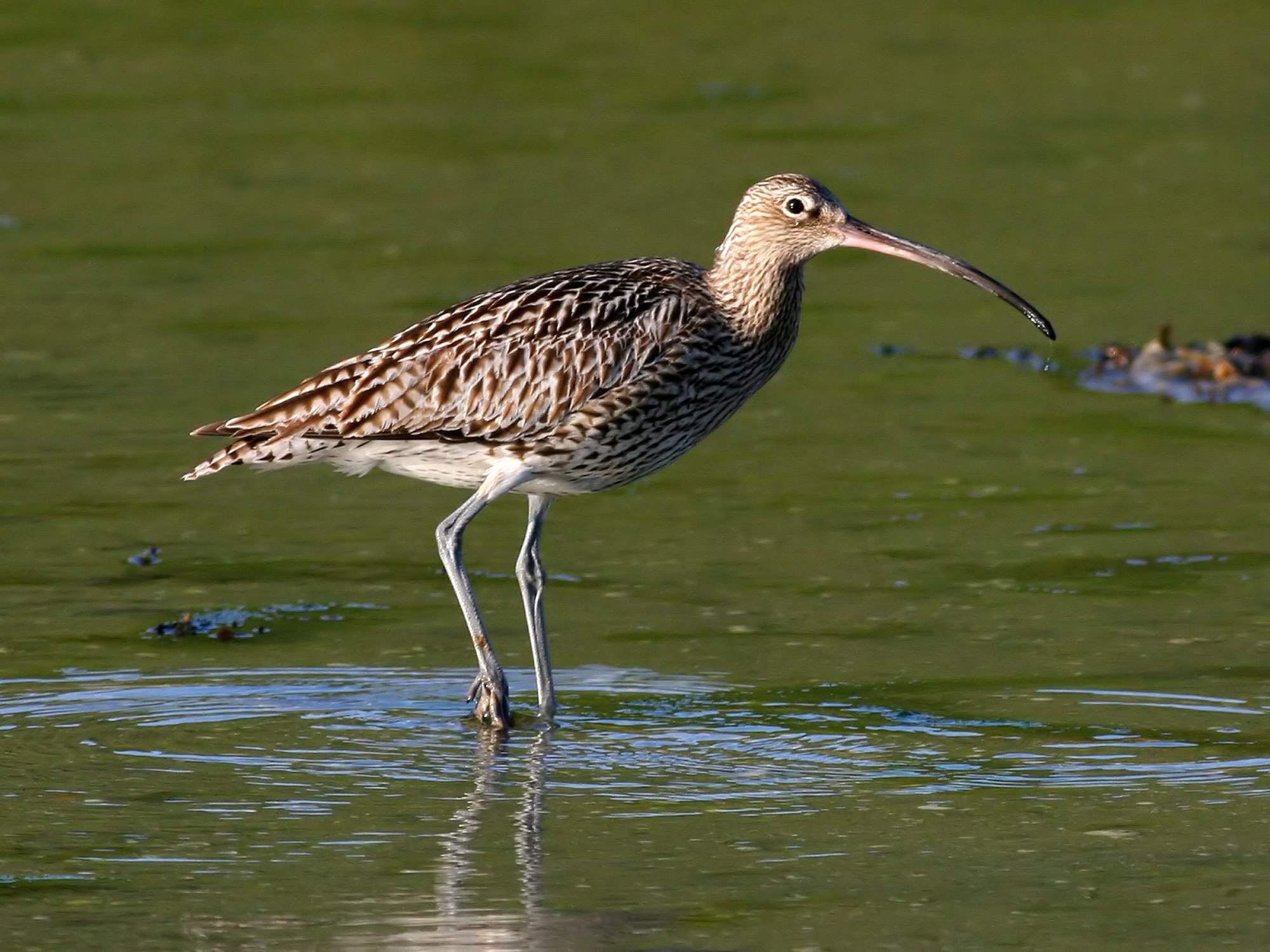 The Curlews Return – Northwest Nature and History