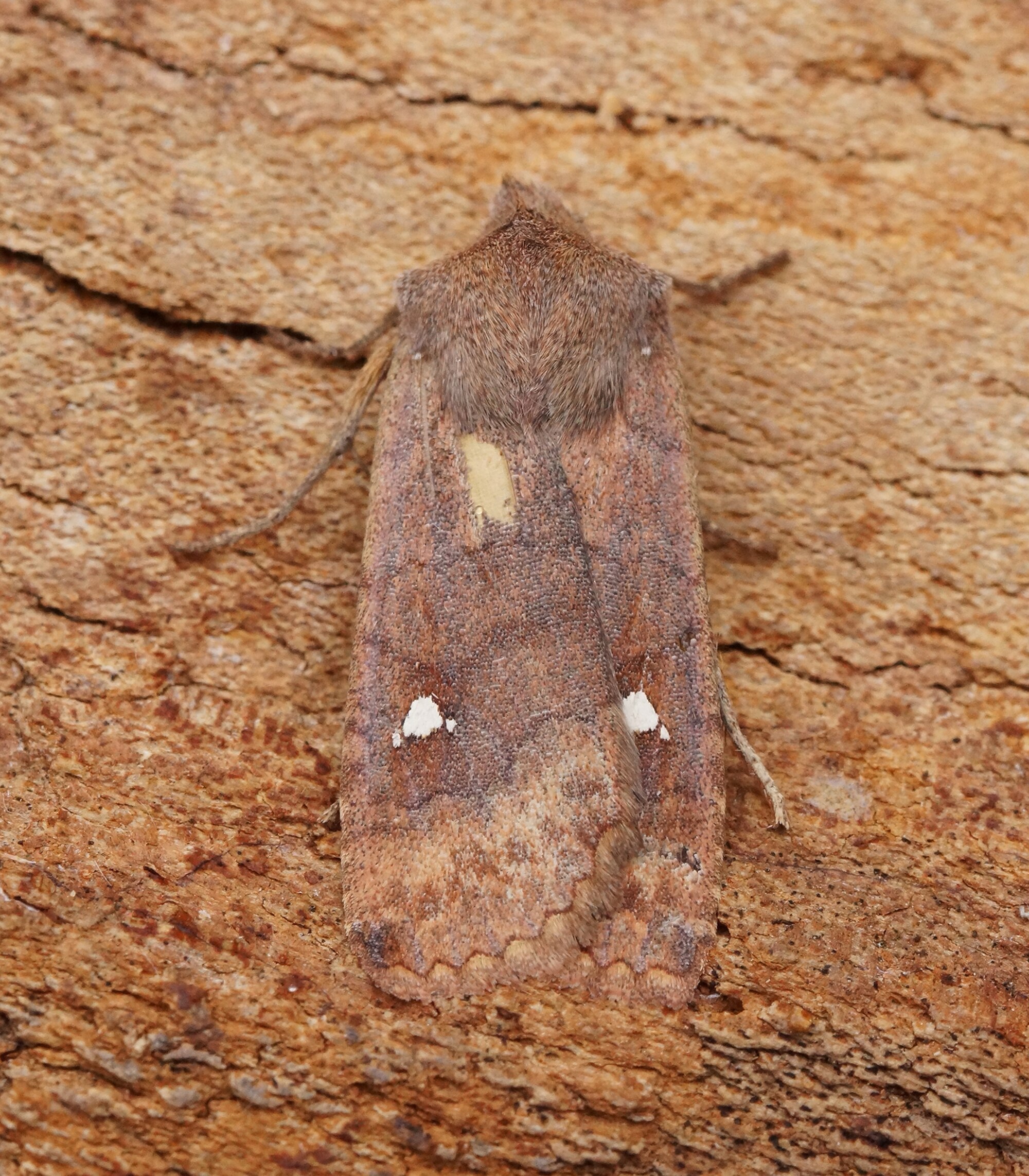 Catching moths in winter – Northwest Nature and History