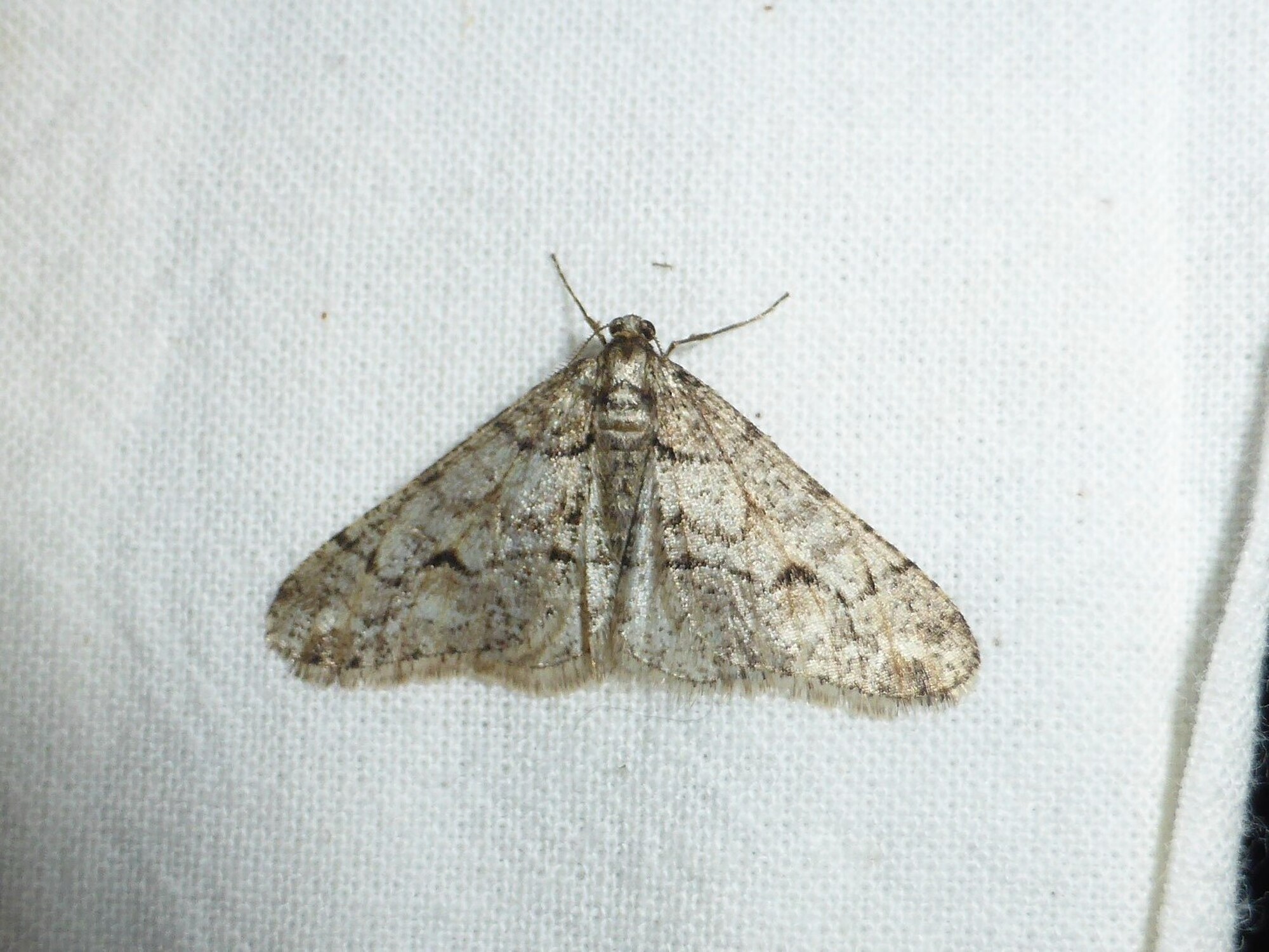 Catching moths in winter – Northwest Nature and History