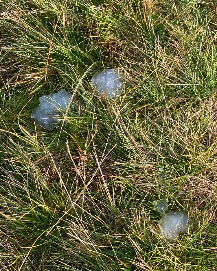 Rana temporaria, the Common Frog – Northwest Nature and History