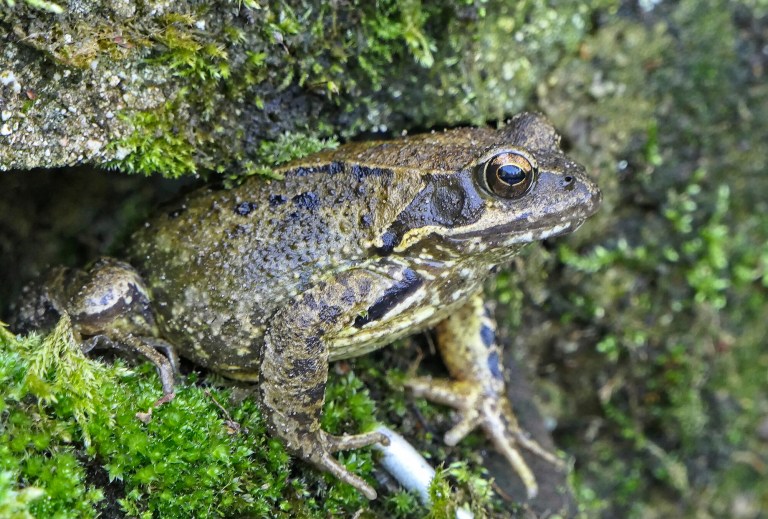Rana temporaria, the Common Frog – Northwest Nature and History