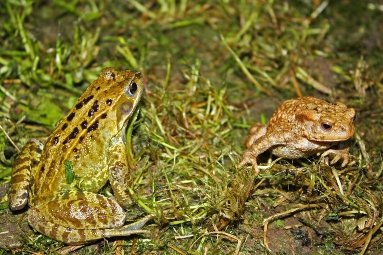 Rana temporaria, the Common Frog – Northwest Nature and History