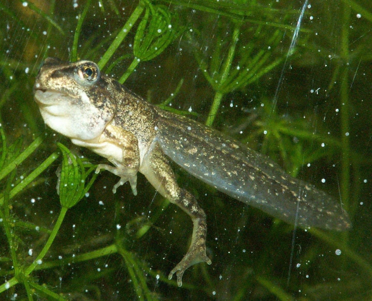 Rana temporaria, the Common Frog – Northwest Nature and History