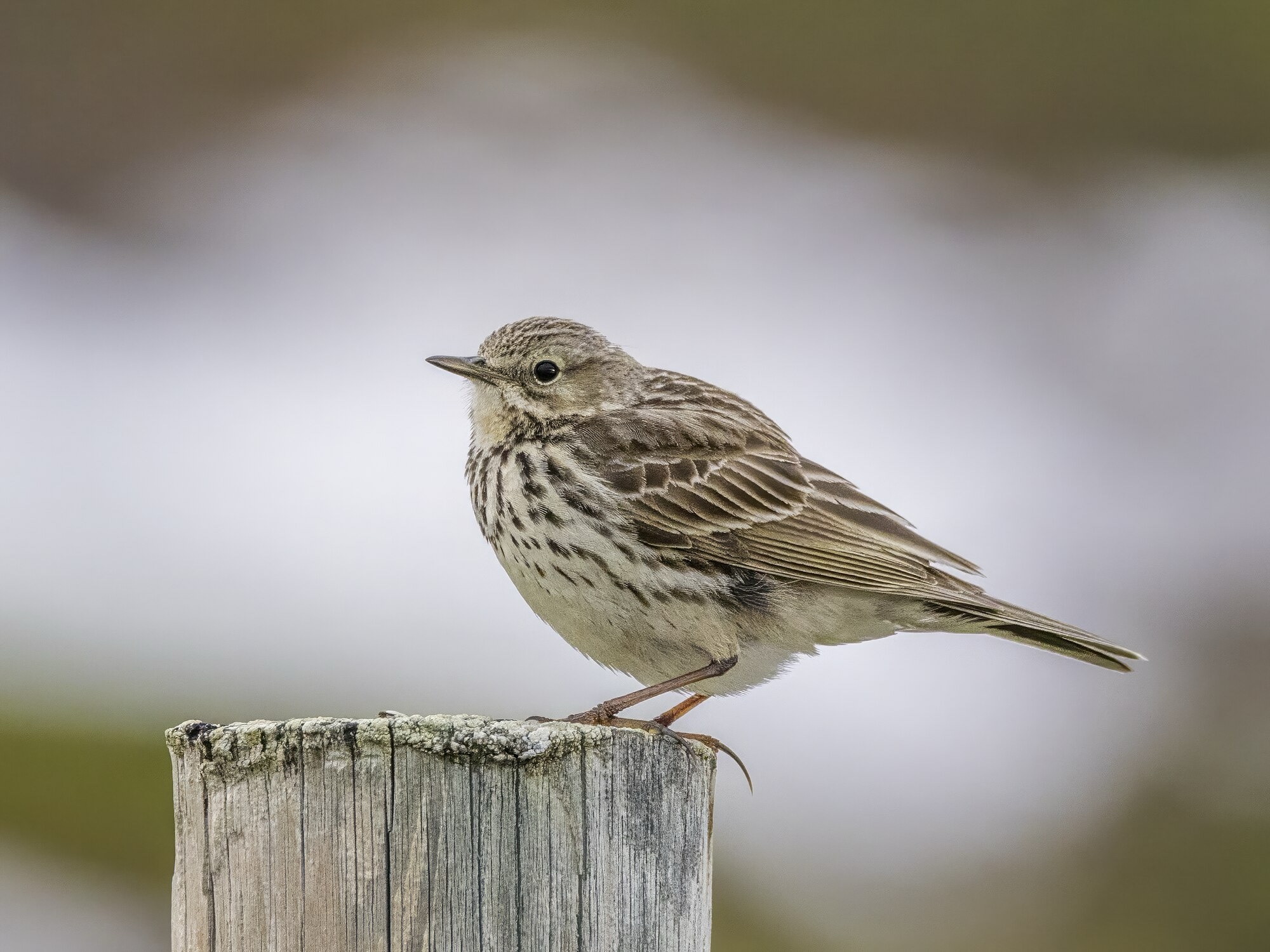 The Meadow Pipit – Northwest Nature and History
