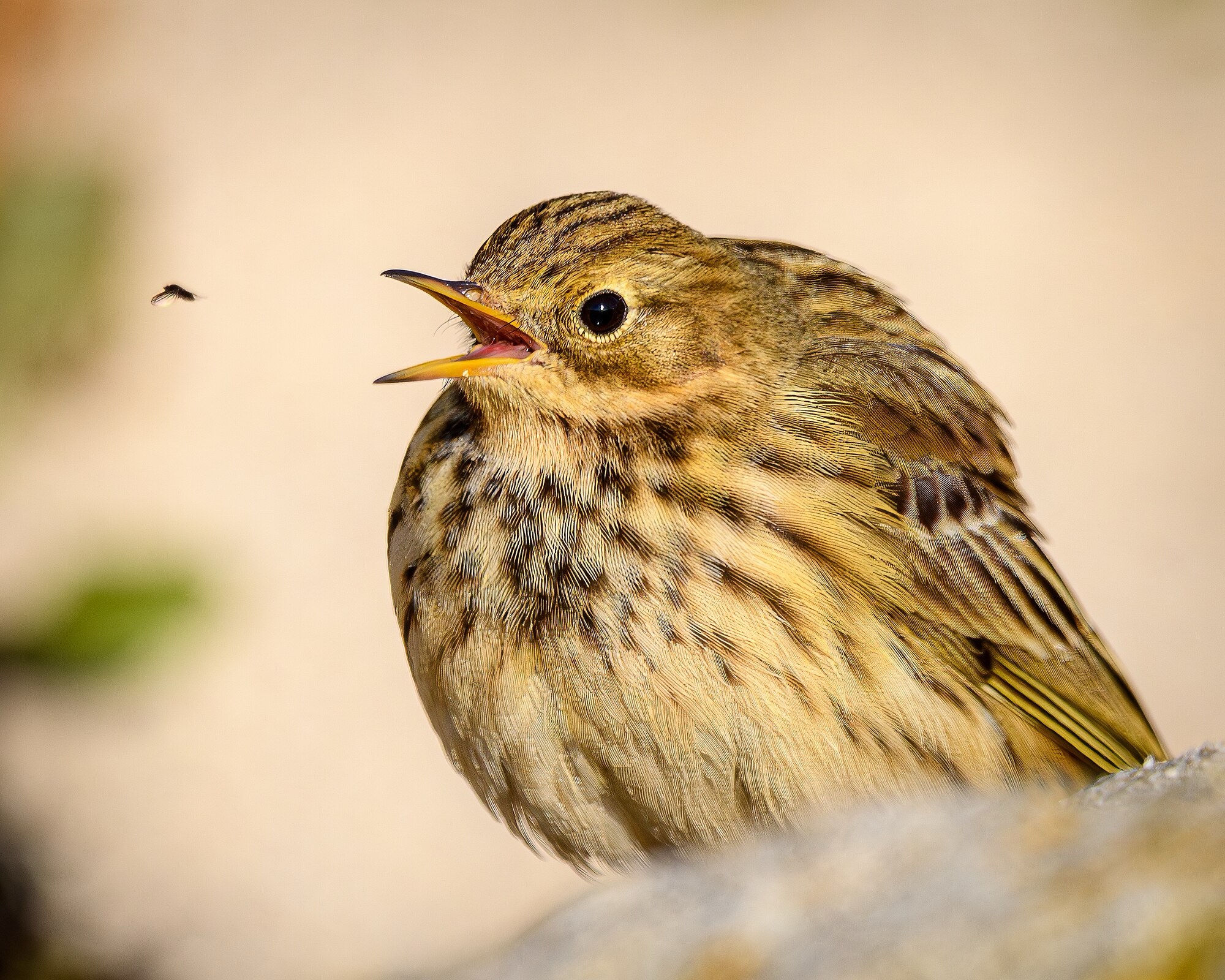 The Meadow Pipit – Northwest Nature and History