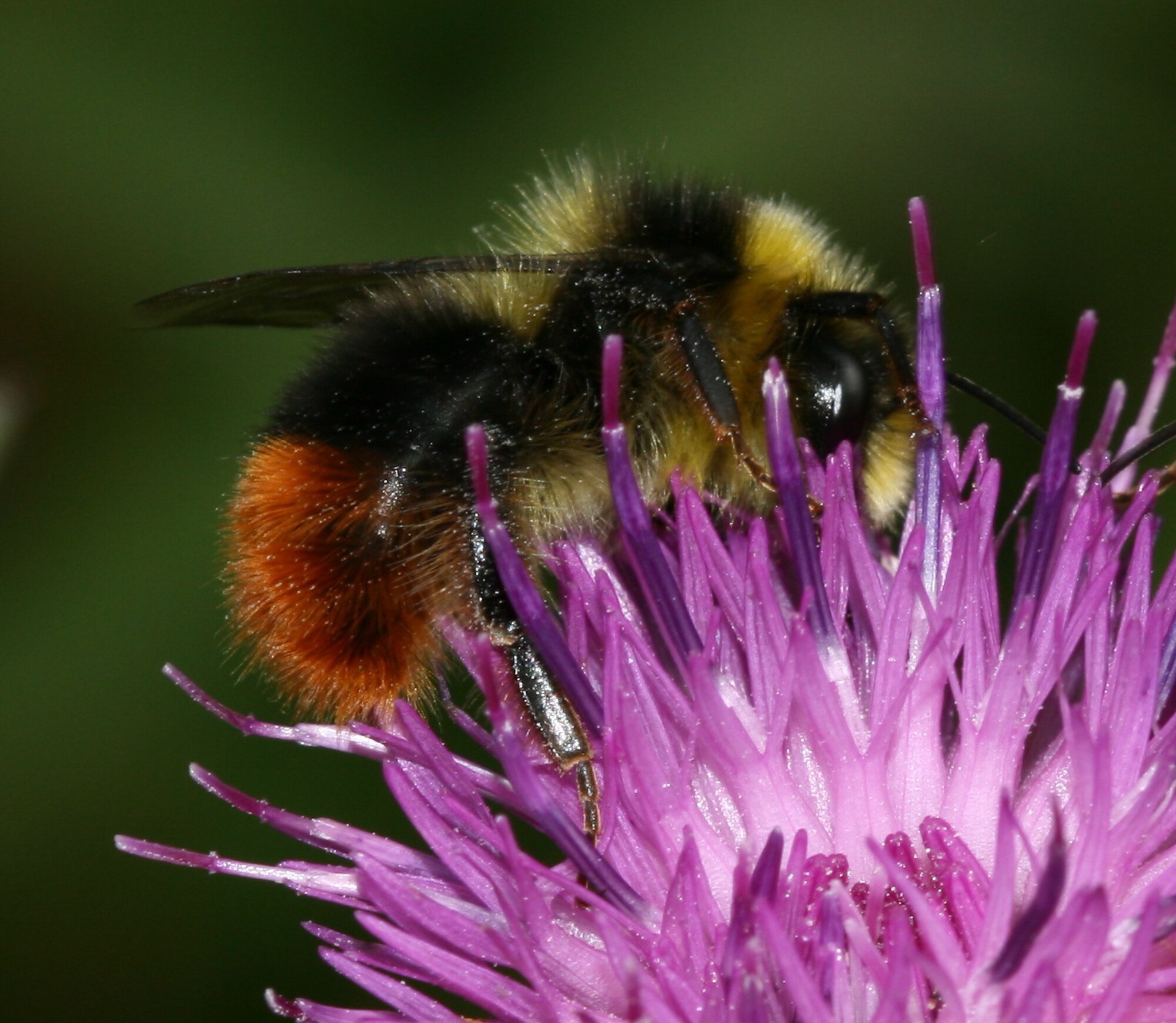The Bilberry Bumblebee – Northwest Nature and History
