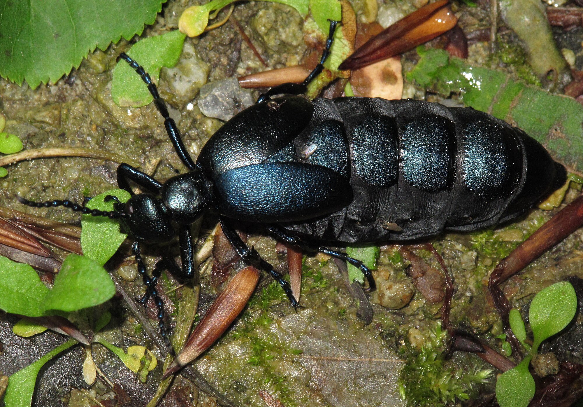 The Violet Oil Beetle – Northwest Nature and History