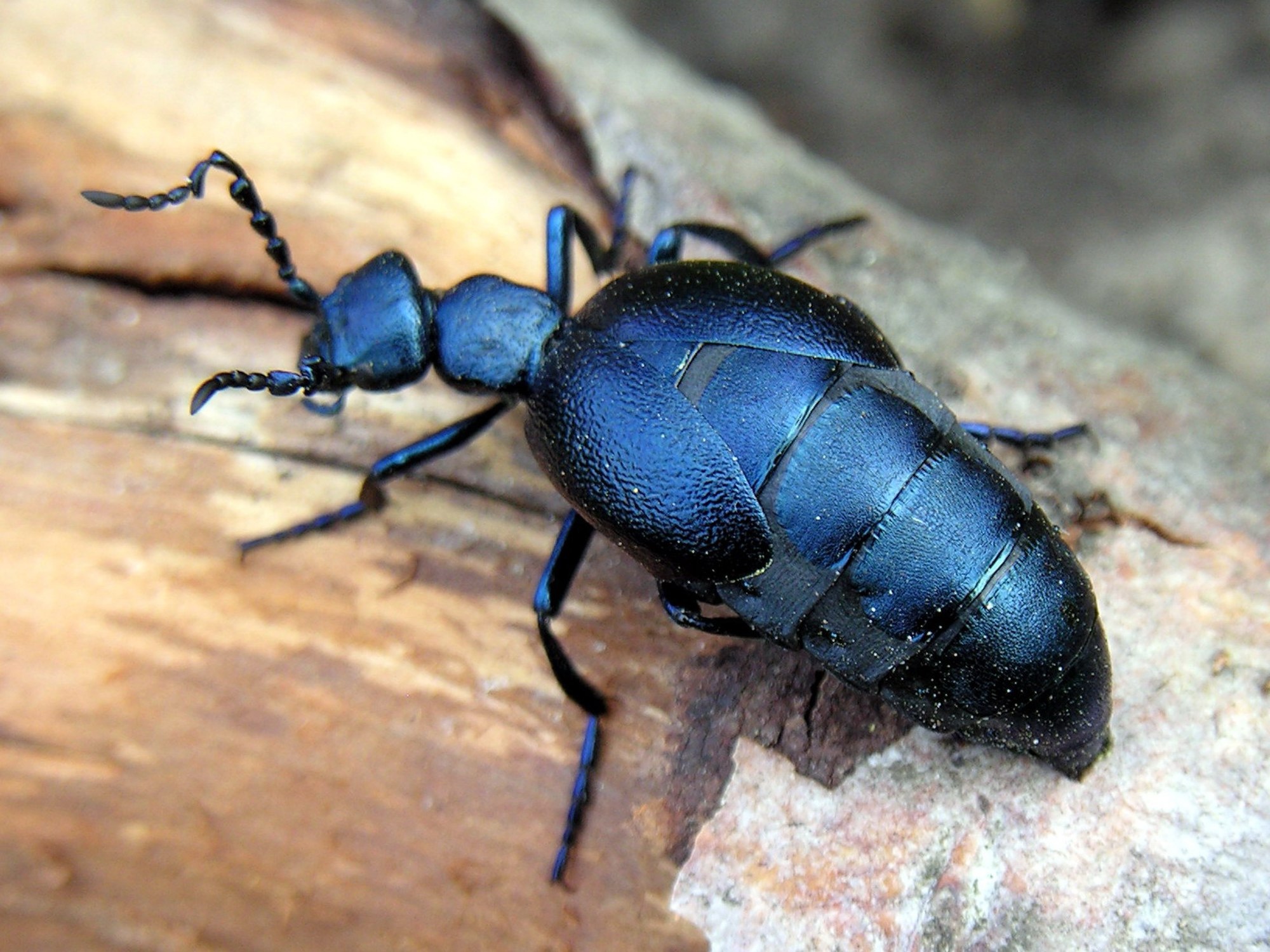 The Violet Oil Beetle – Northwest Nature and History