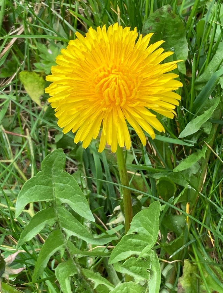 The Dandelion, and why you should leave it be! – Northwest Nature and ...