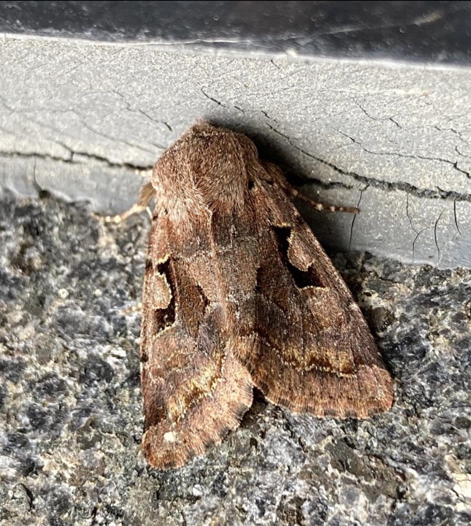 The Hebrew Character Moth, and a few notes about moth migration ...