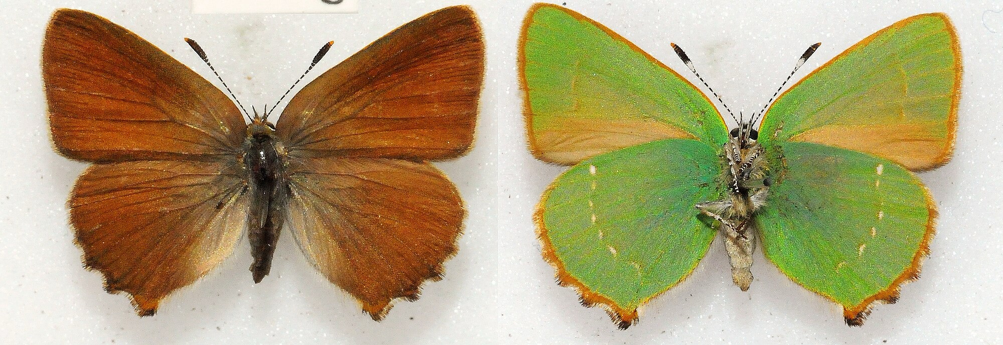 The Green Hairstreak – Northwest Nature and History