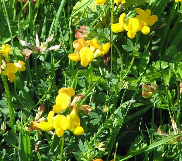Bird’s Foot Trefoil – Northwest Nature and History