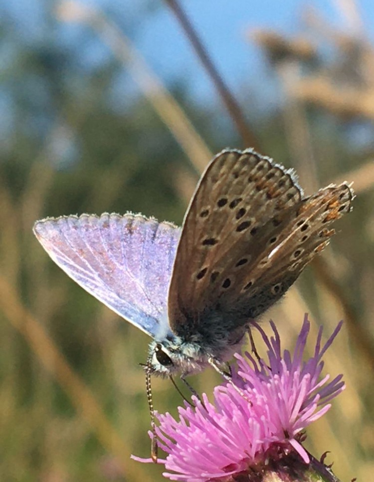 The Common Blue – Northwest Nature and History