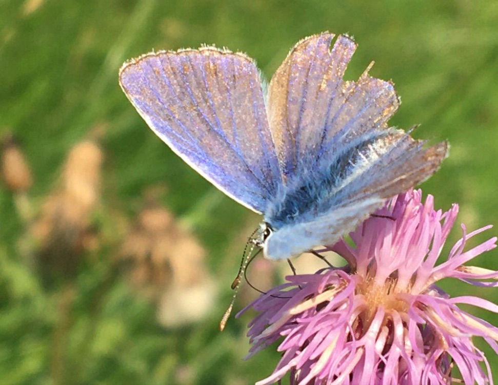 The Common Blue – Northwest Nature and History