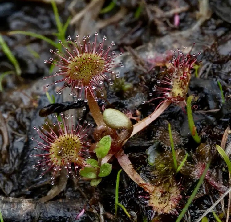 Round-leaved Sundew – Northwest Nature and History