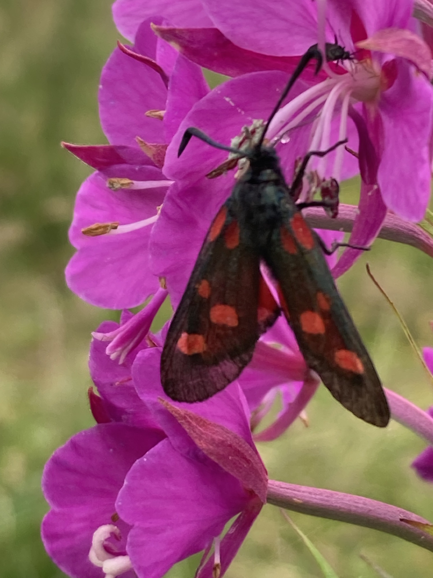 Cinnabar and Ragwort – Northwest Nature and History