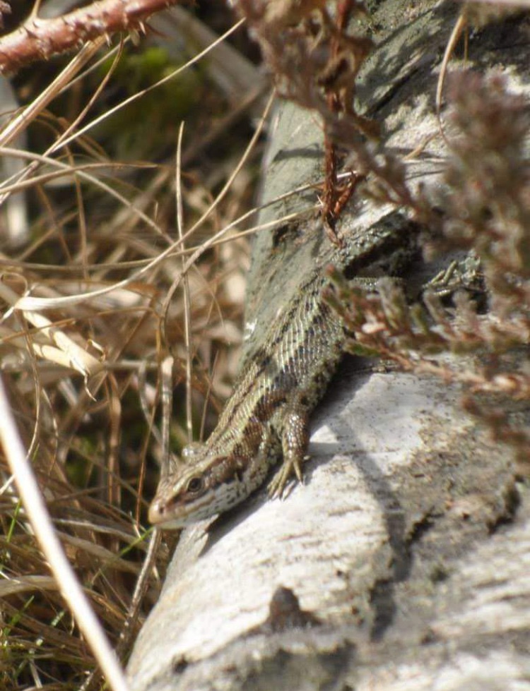 The Common or Viviparous Lizard – Northwest Nature and History