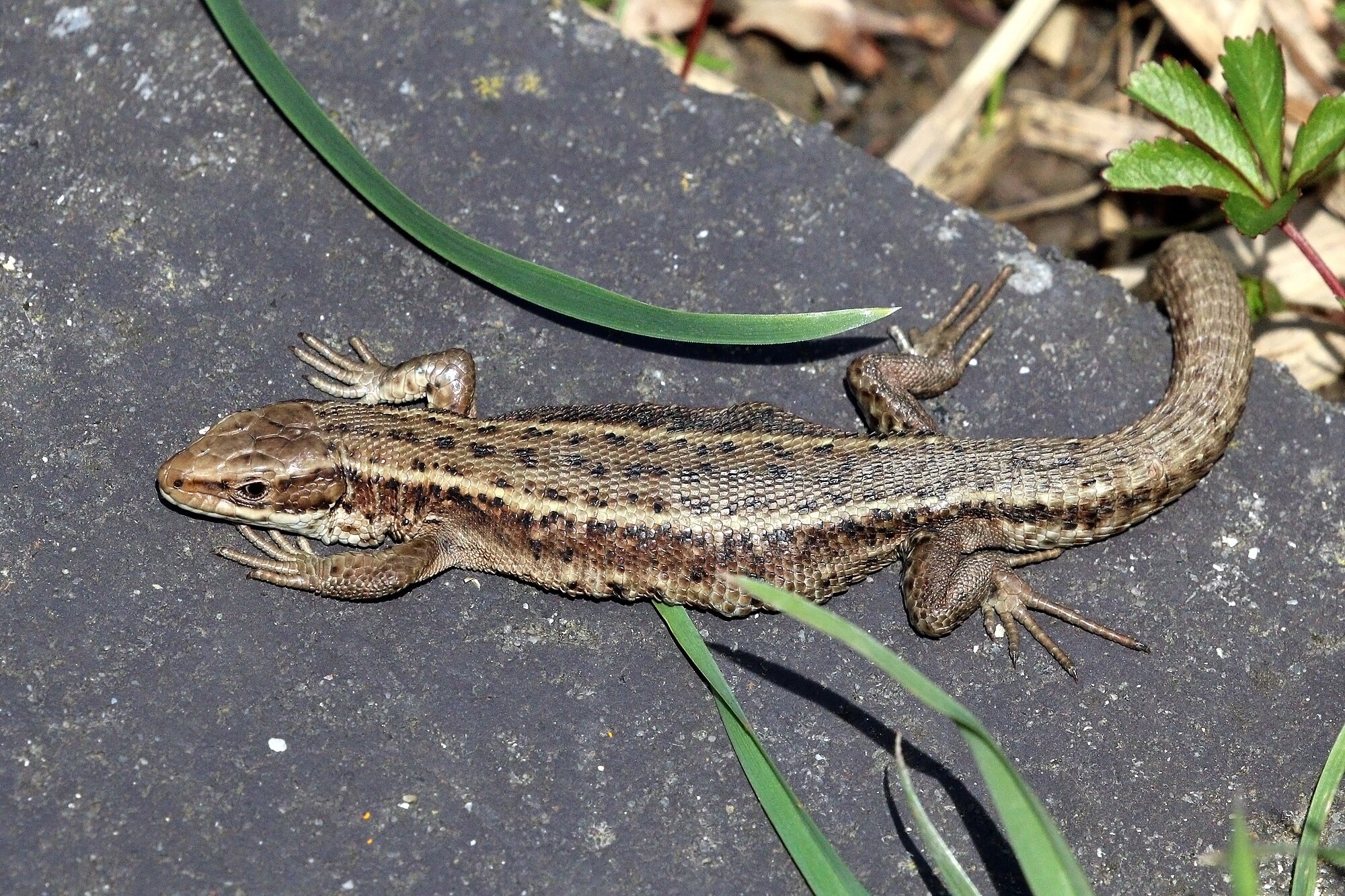 The Common or Viviparous Lizard – Northwest Nature and History
