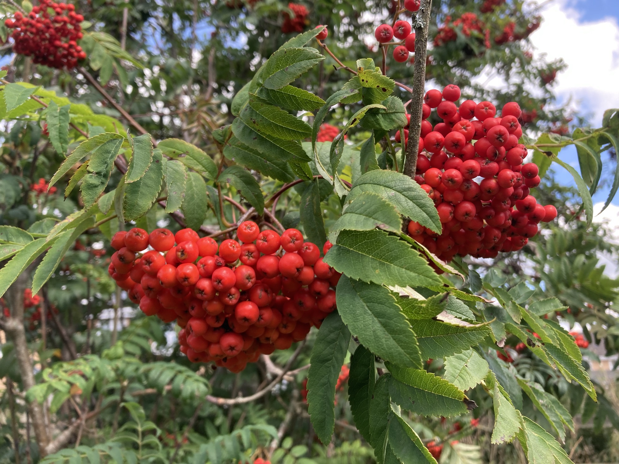 The Rowan – Northwest Nature and History