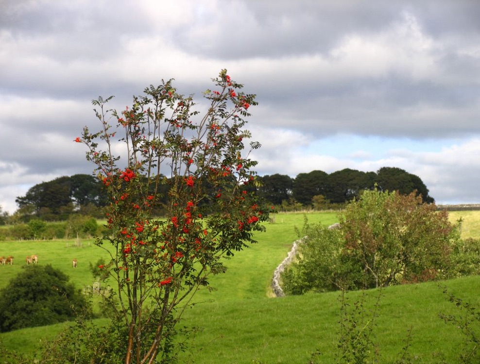 The Rowan – Northwest Nature and History