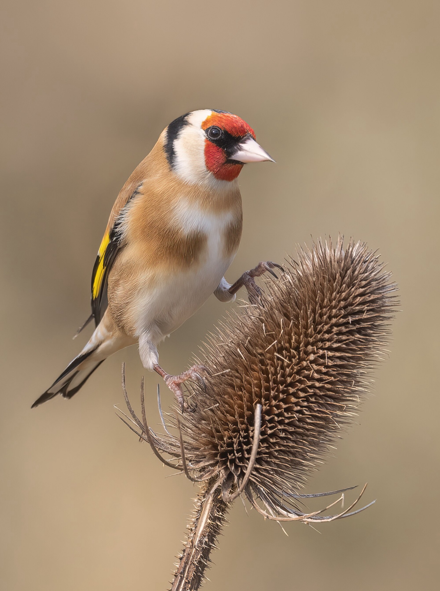 Charming Goldfinch – Northwest Nature and History