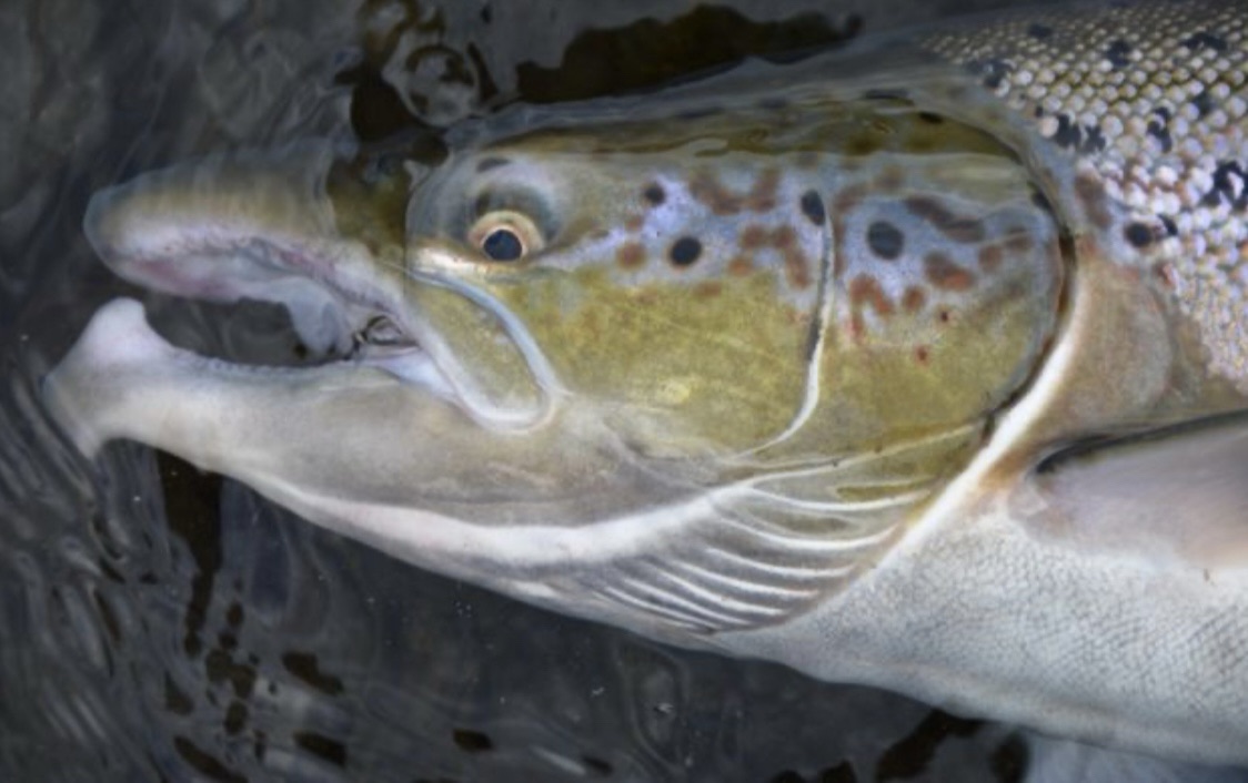 The Salmon Run – Northwest Nature and History