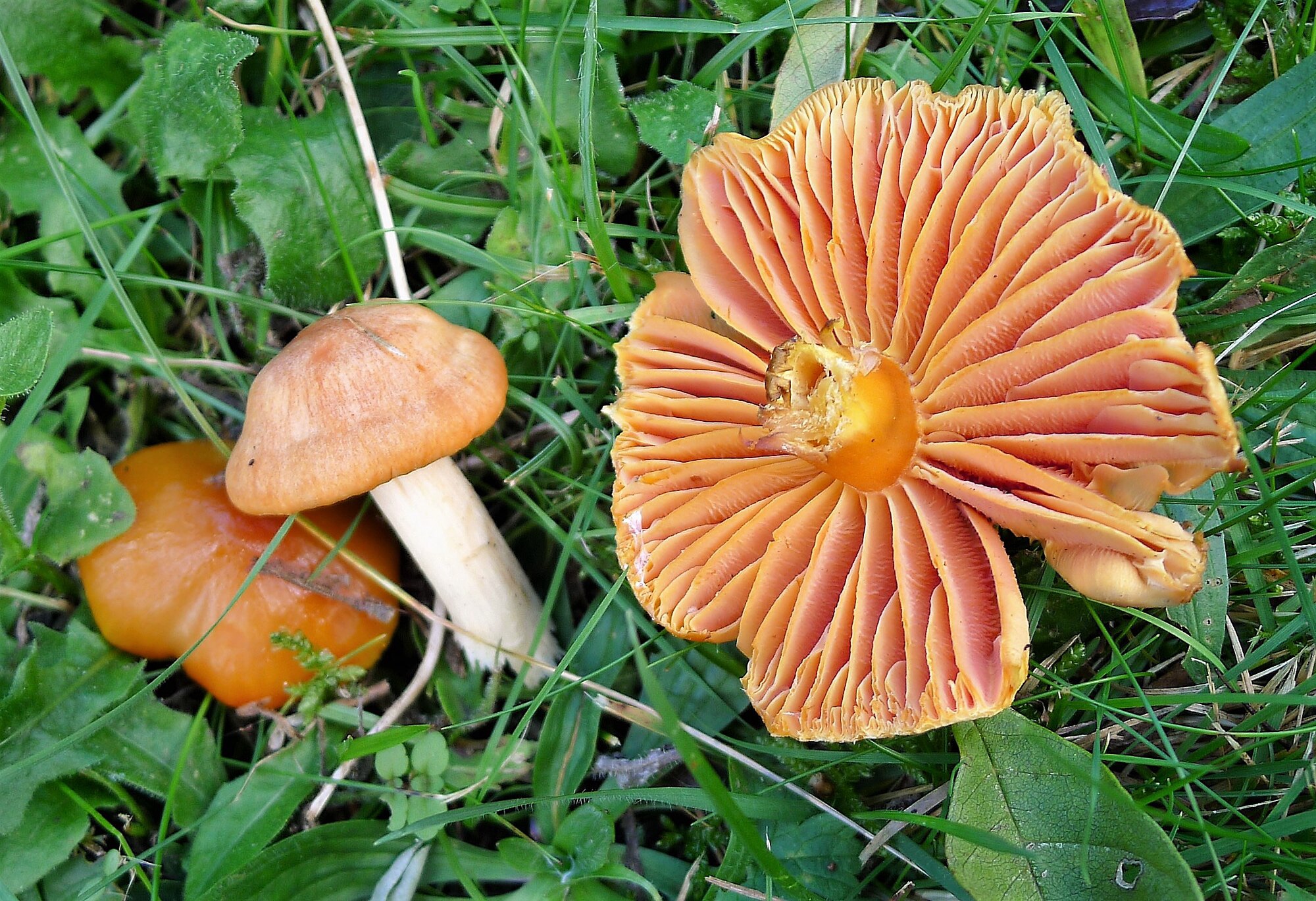 Waxcaps, the Jewels of the Pastures – Northwest Nature and History