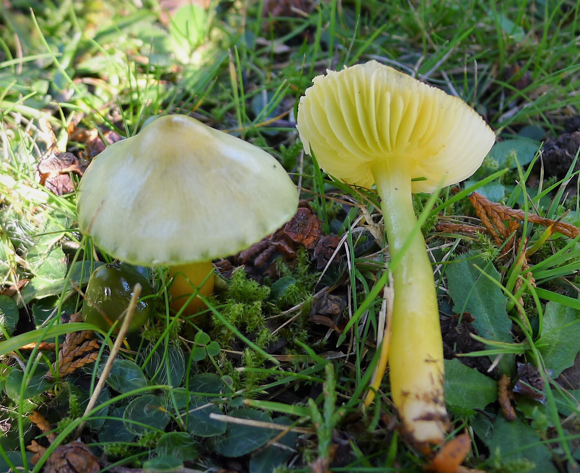 Waxcaps, the Jewels of the Pastures – Northwest Nature and History